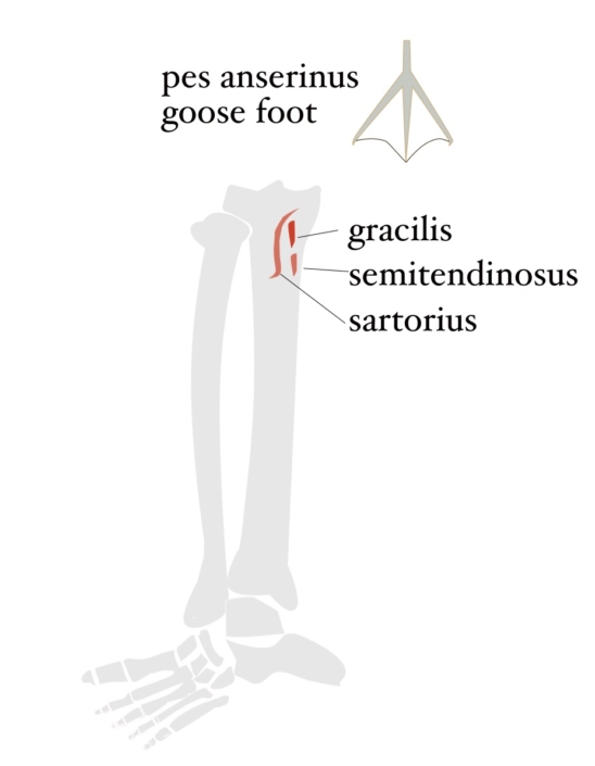 Goose foot | AnatomyFixIt • Clinical, Orthopedic, Sports and ...