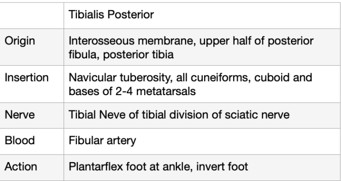 Tibialis Posterior | AnatomyFixIt • Clinical, Orthopedic, Sports and ...