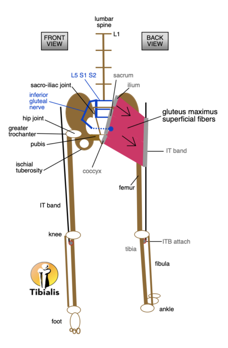 Hidden Fibers of the Deep Gluteus Maximus | AnatomyFixIt • Clinical ...